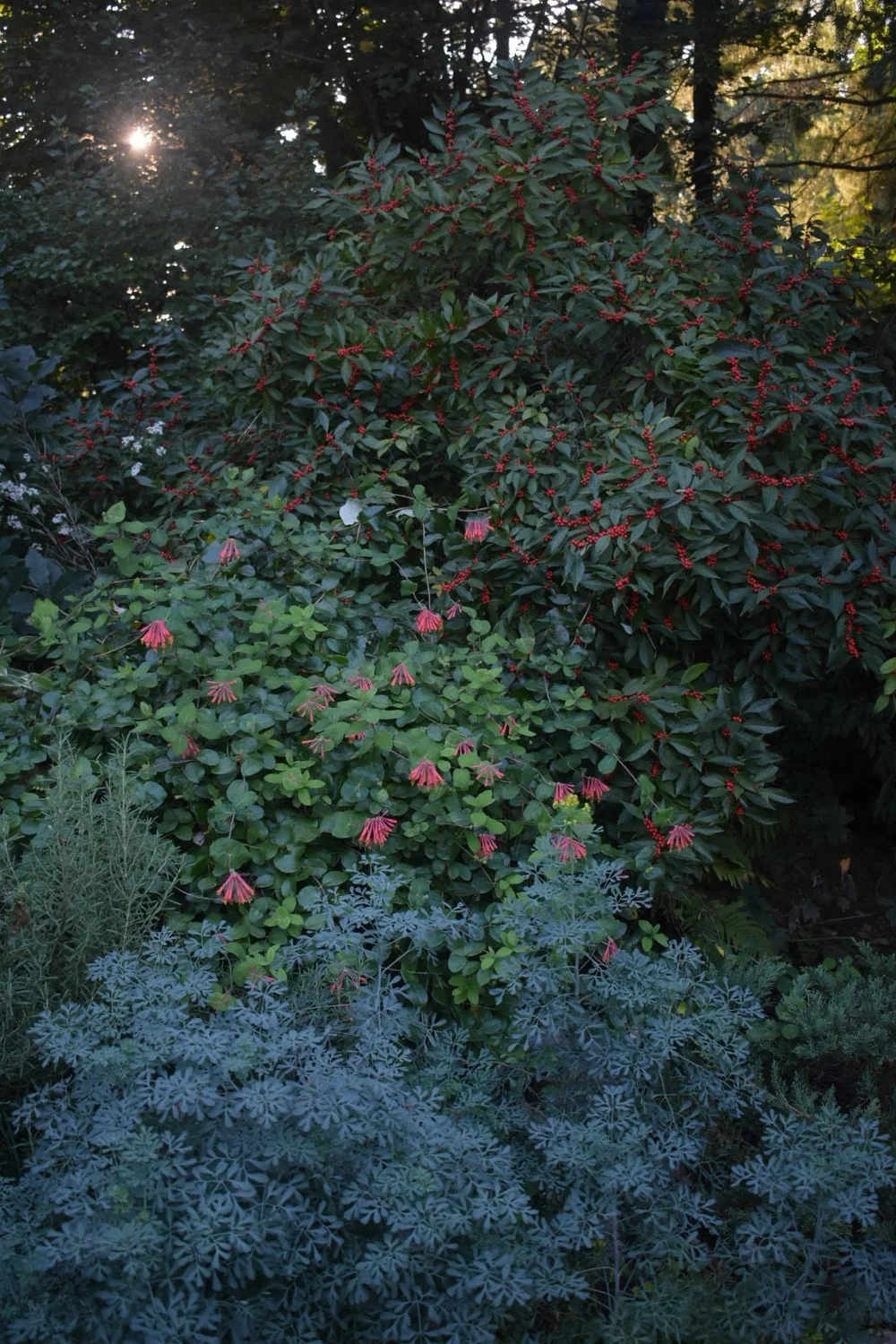 Austin Dodson Garden Design LLC.