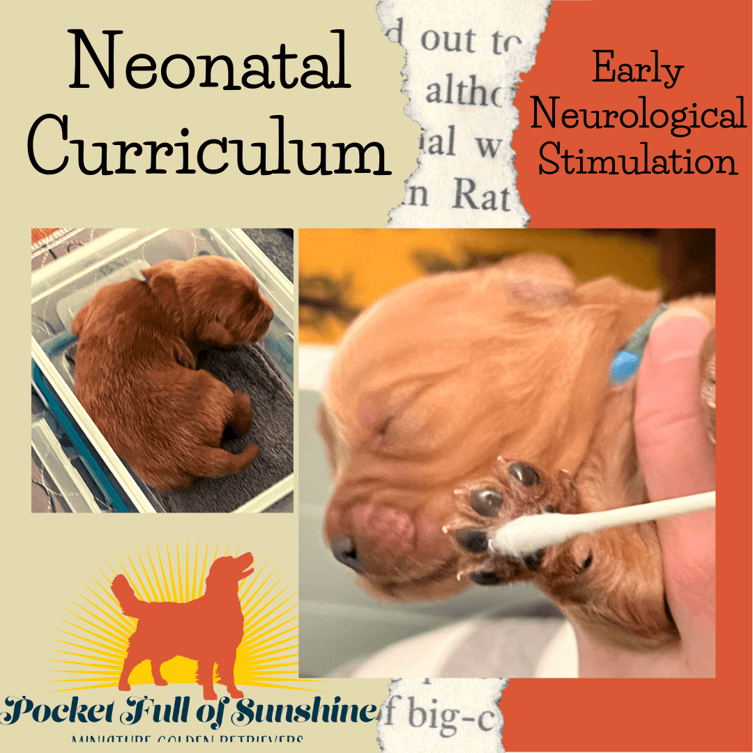 Our Neonatal Curriculum: Weeks 1 & 2 — Pocket Full of Sunshine ...