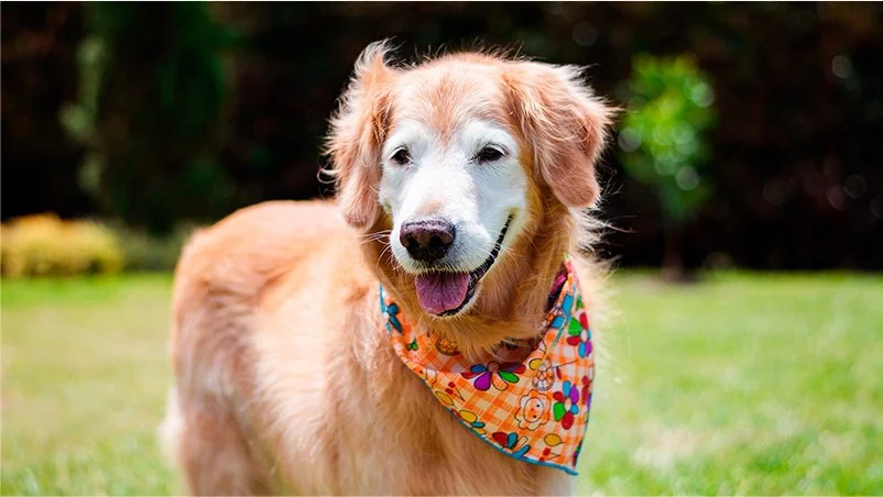 6 Useful Tips To Help Senior Dogs Thrive — Pocket Full of Sunshine ...