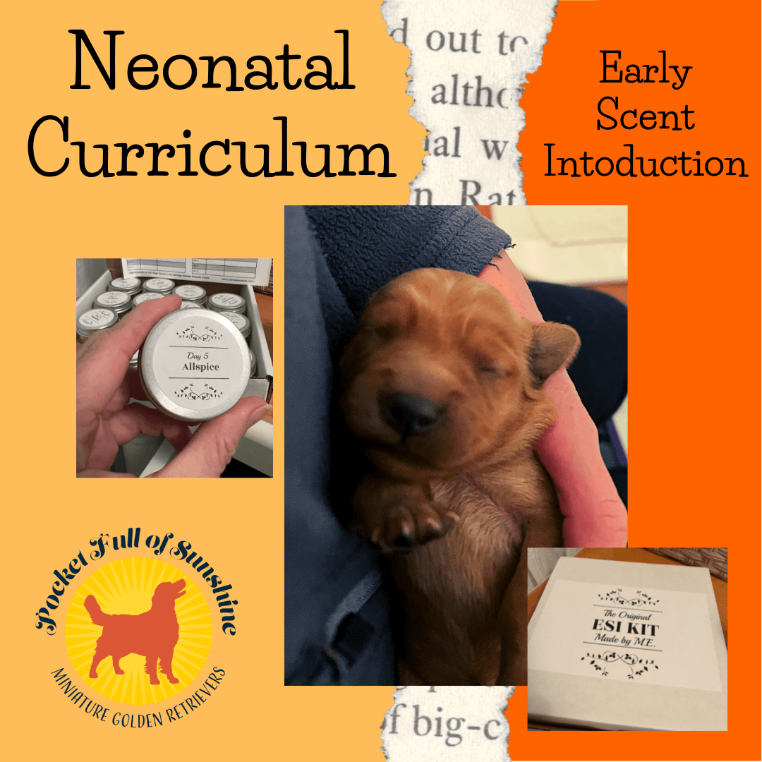 Our Neonatal Curriculum: Weeks 1 & 2 — Pocket Full of Sunshine ...