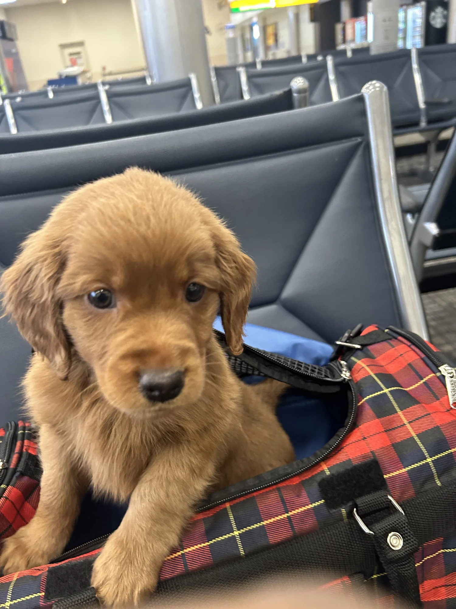Puppy Transportation — Pocket Full of Sunshine Miniature Golden Retrievers