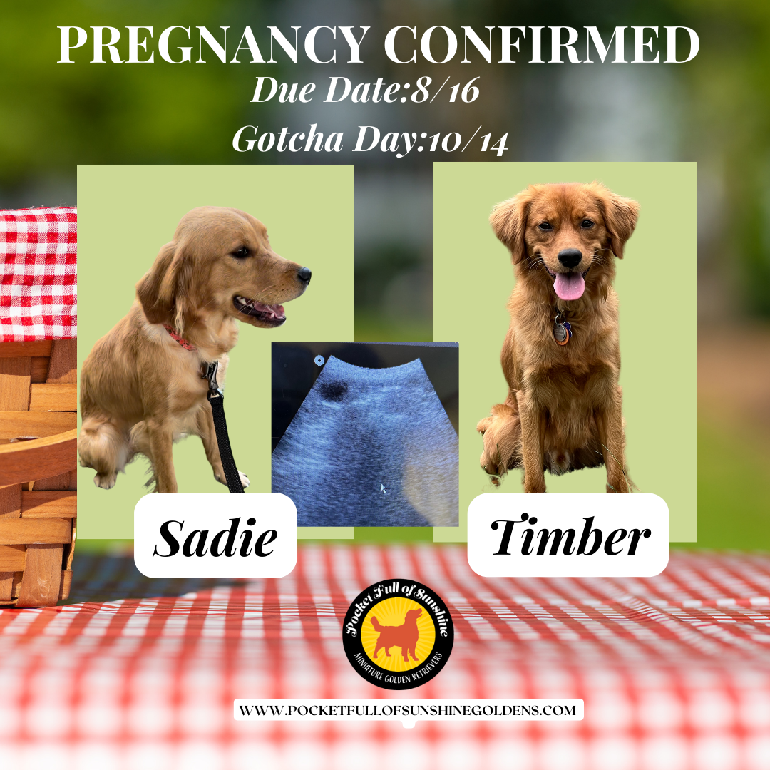 Current and Upcoming Litters — Pocket Full of Sunshine Miniature Golden ...