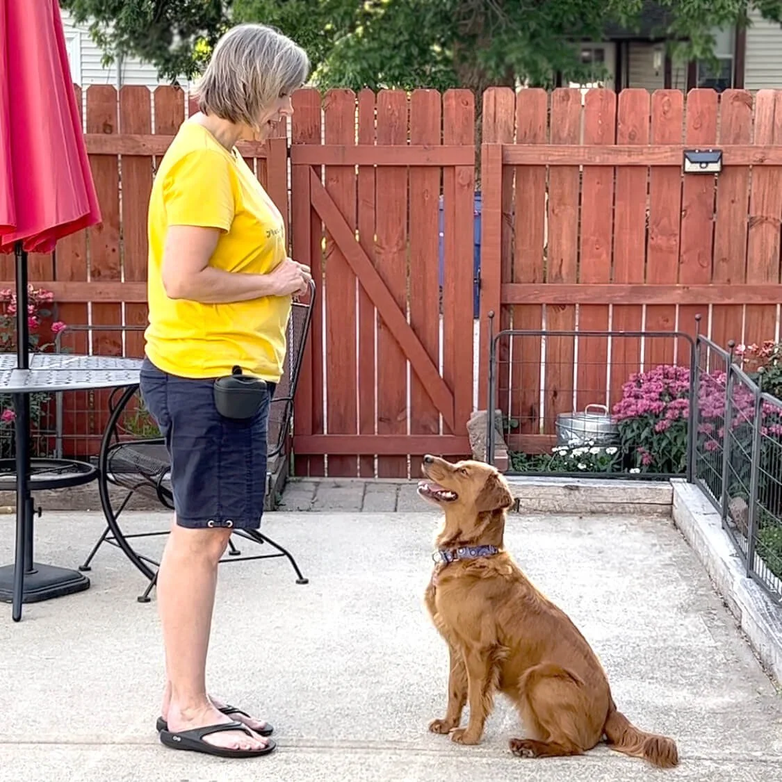 Exercise pen training: What does a puppy’s day look like as it gets ...