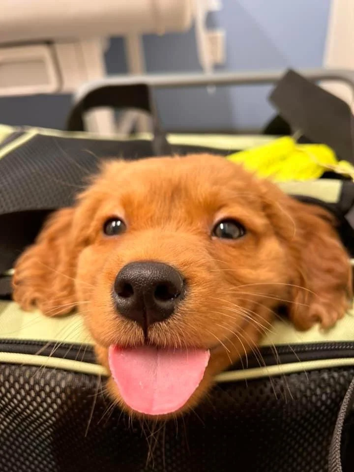 Puppy Transportation — Pocket Full of Sunshine Miniature Golden Retrievers