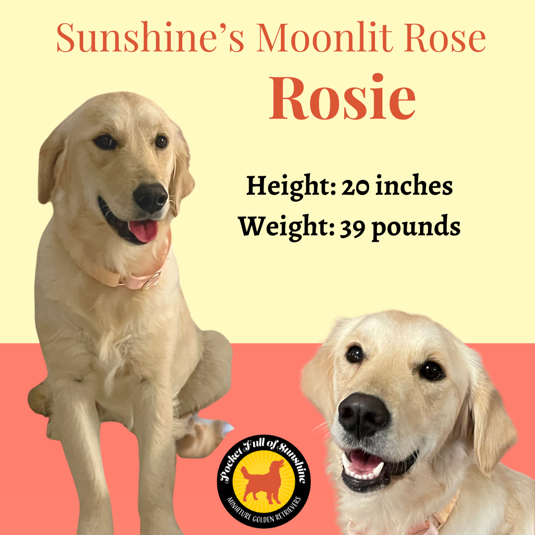 Our Ladies — Pocket Full of Sunshine Miniature Golden Retrievers