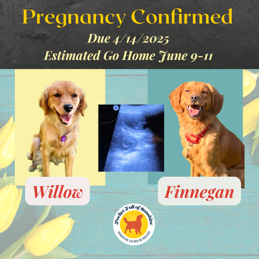 Current and Upcoming Litters — Pocket Full of Sunshine Miniature Golden ...