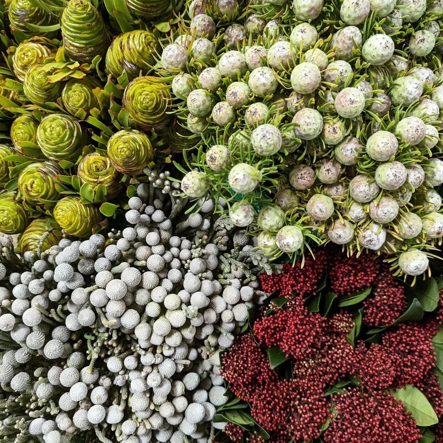 Flower Distributors Ontario | Best Flower Site