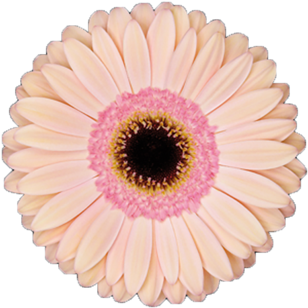 Gerbera — United Floral Distributors