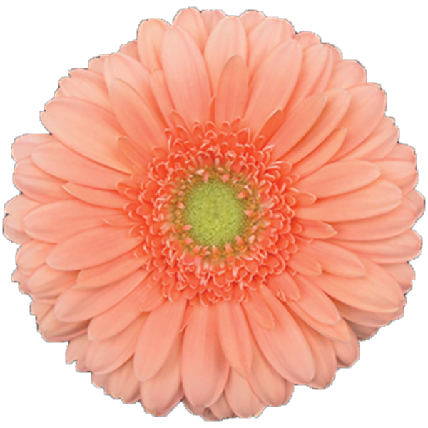 Gerbera — United Floral Distributors
