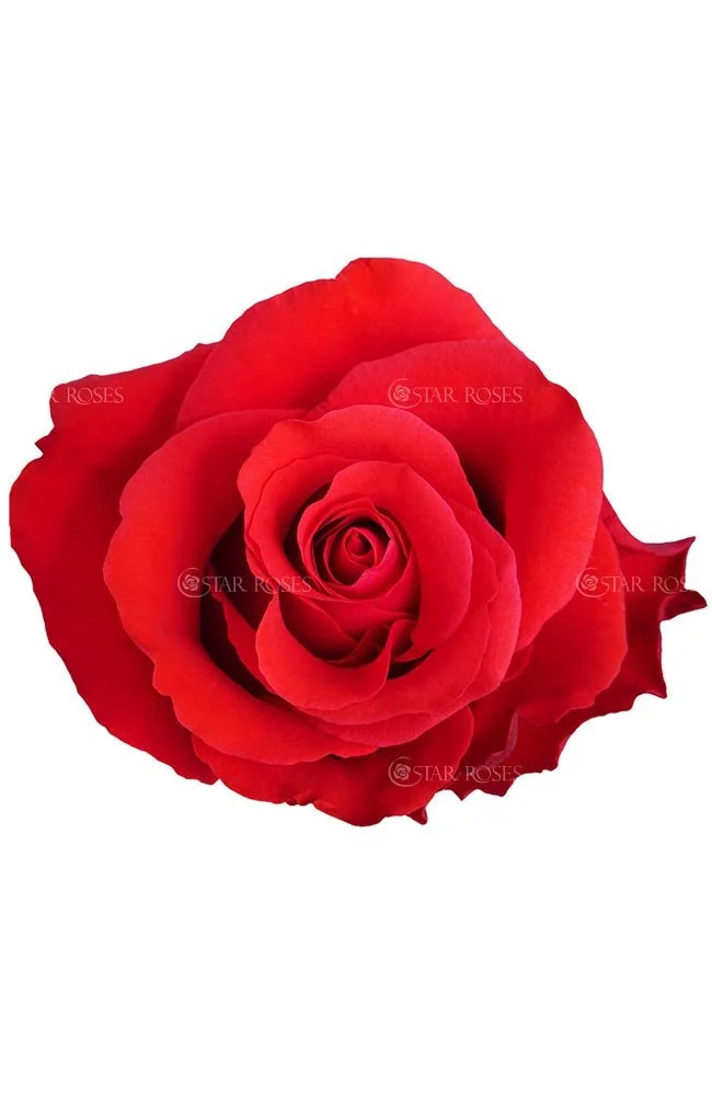 Rose — United Floral Distributors