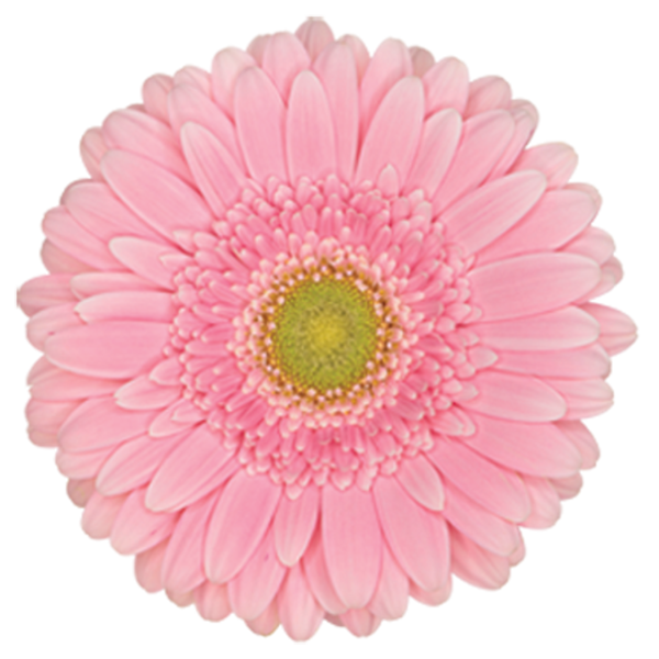 Gerbera — United Floral Distributors