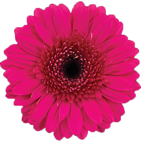 Gerbera — United Floral Distributors