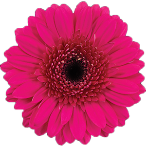 Gerbera — United Floral Distributors