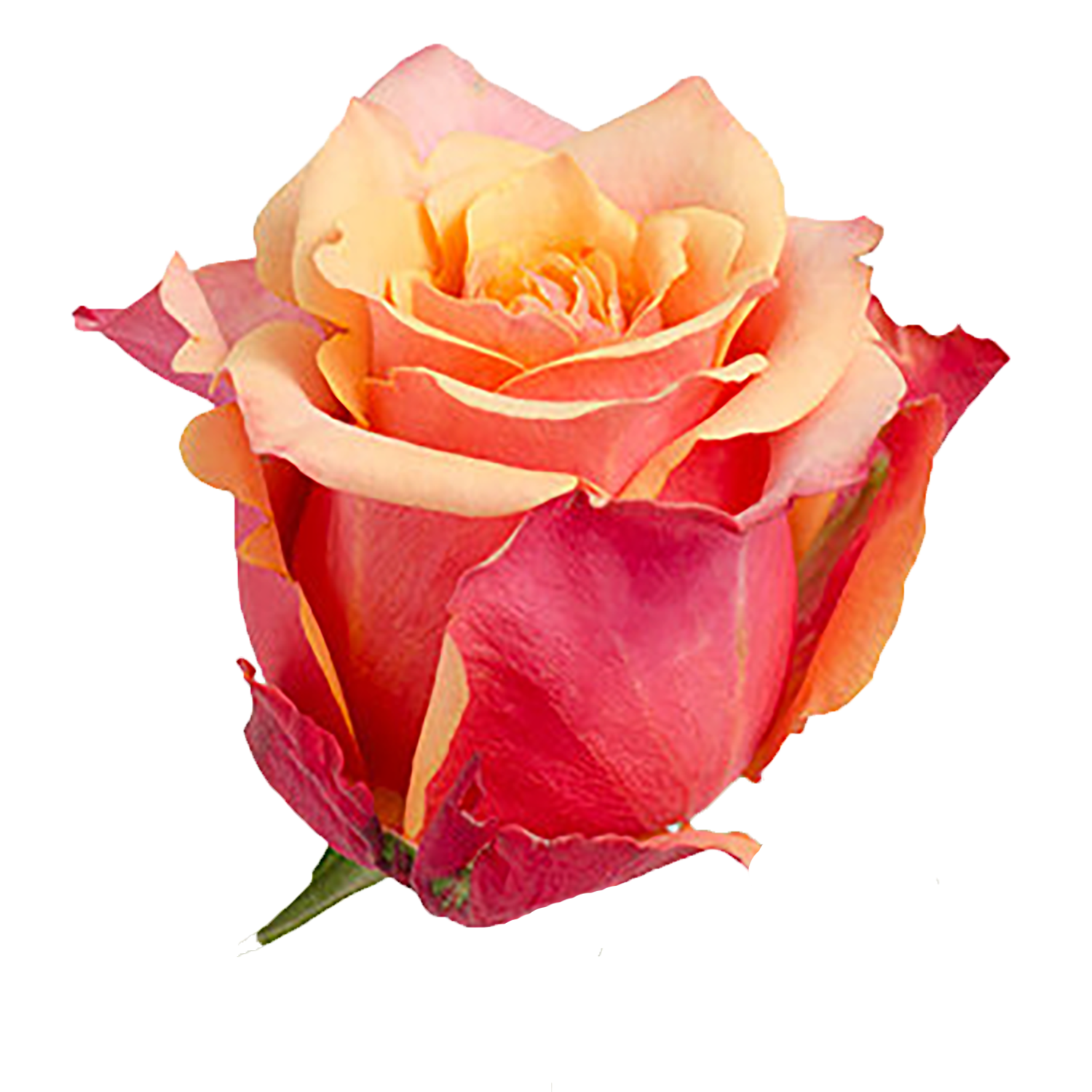Rose — United Floral Distributors