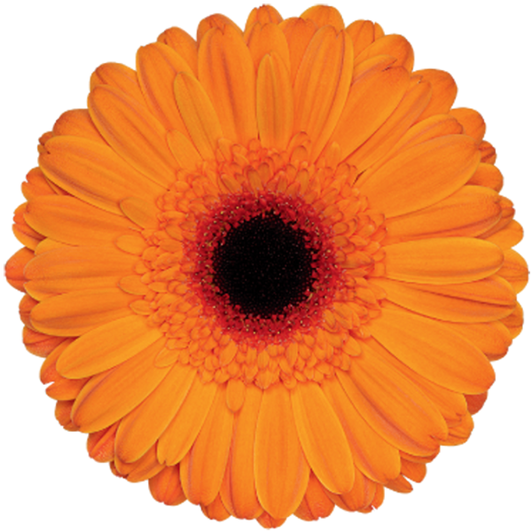 Gerbera — United Floral Distributors
