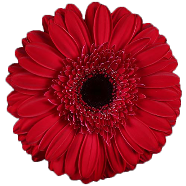 Gerbera — United Floral Distributors
