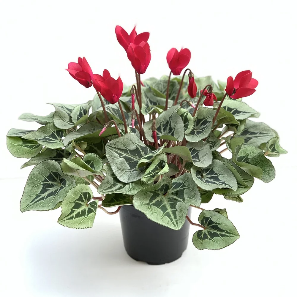 Tropicals — United Floral Distributors