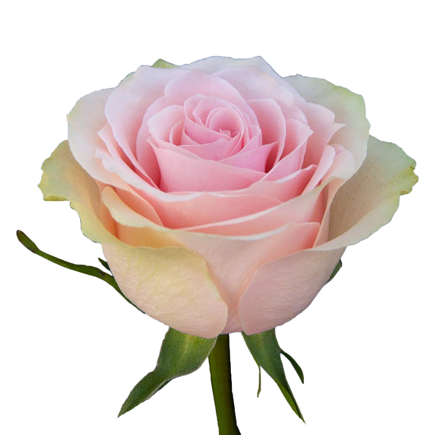 Rose — United Floral Distributors