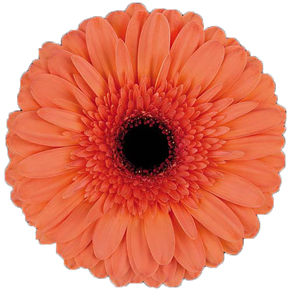 Gerbera — United Floral Distributors