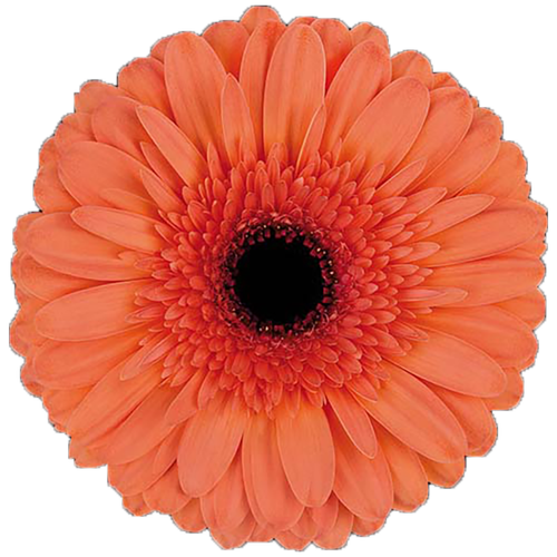 Gerbera — United Floral Distributors