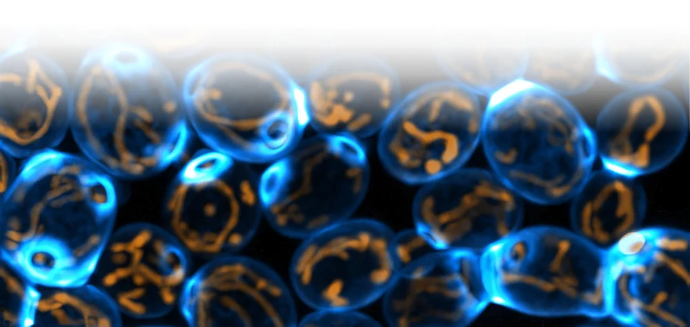 Facilities — Kohler Mito Lab