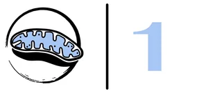 Research — Kohler Mito Lab