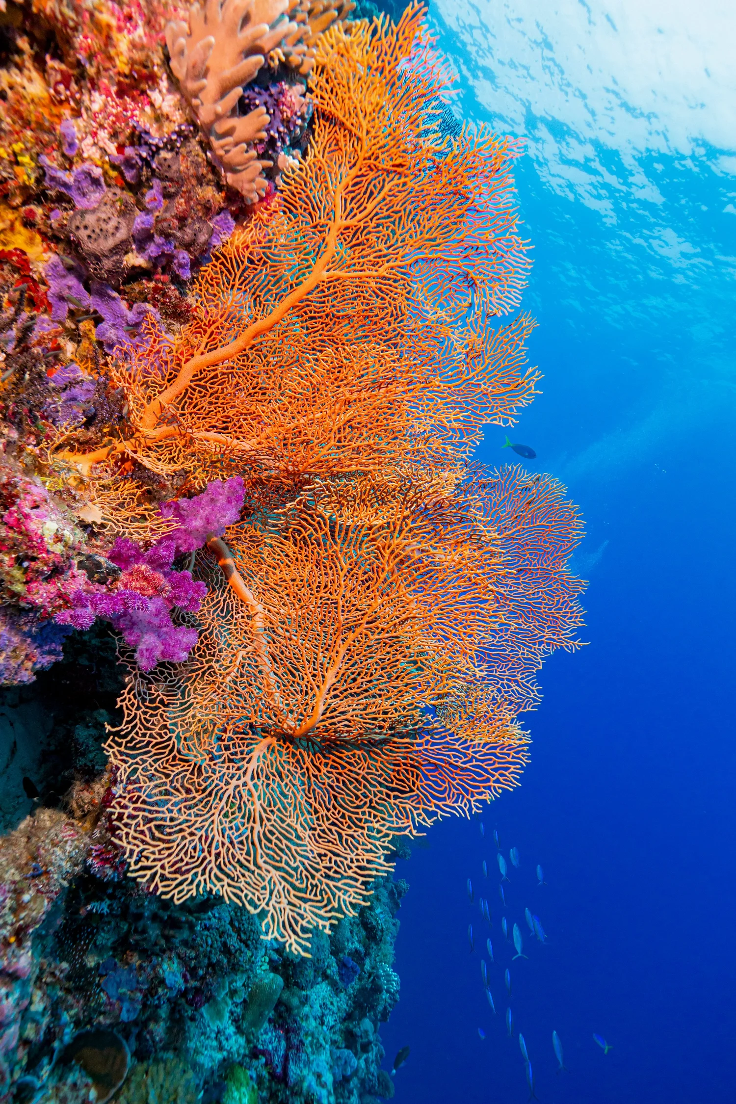 Palau — SEASTORIA