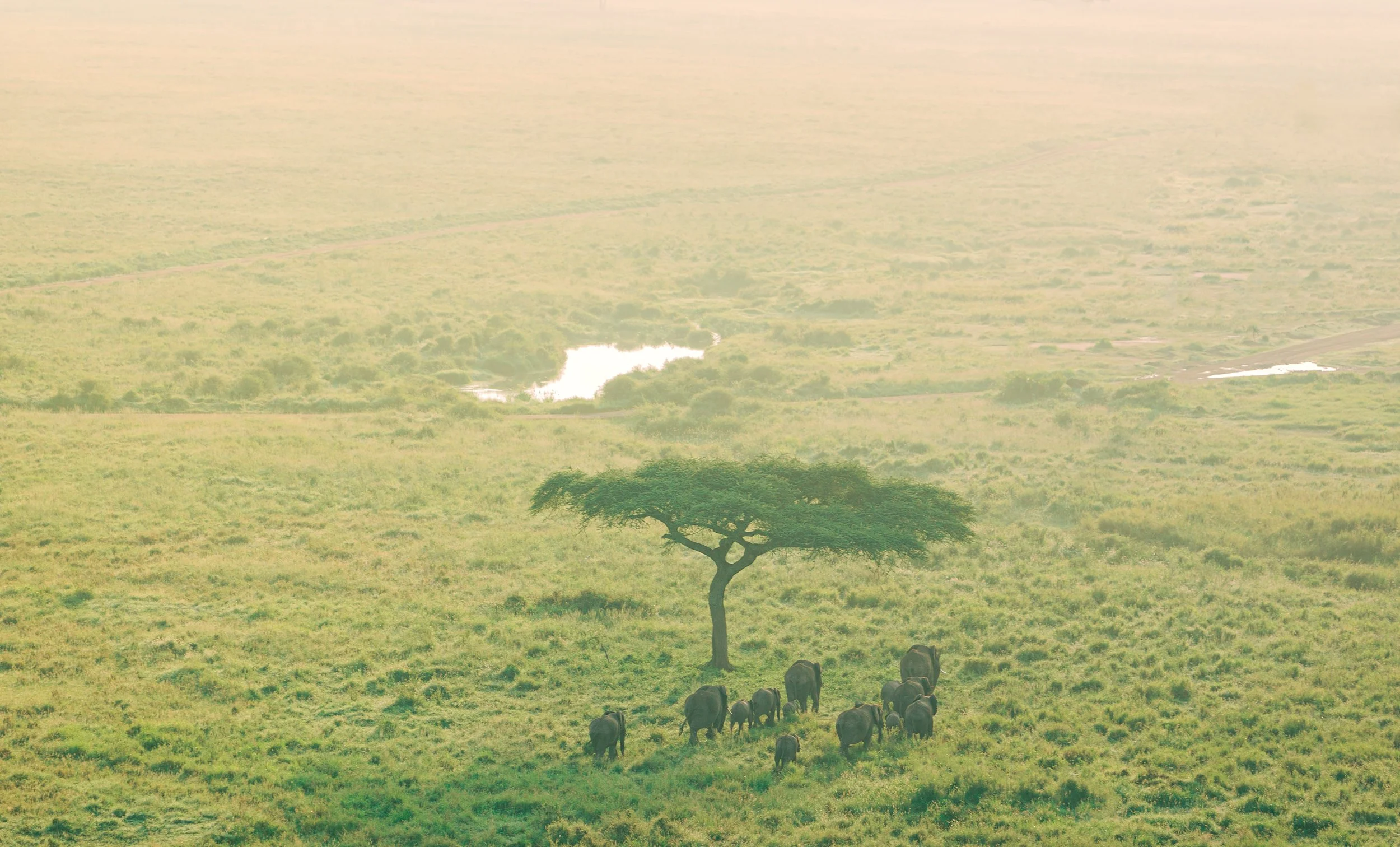 KAONE: Your Gateway to Tanzania’s Wild Heart