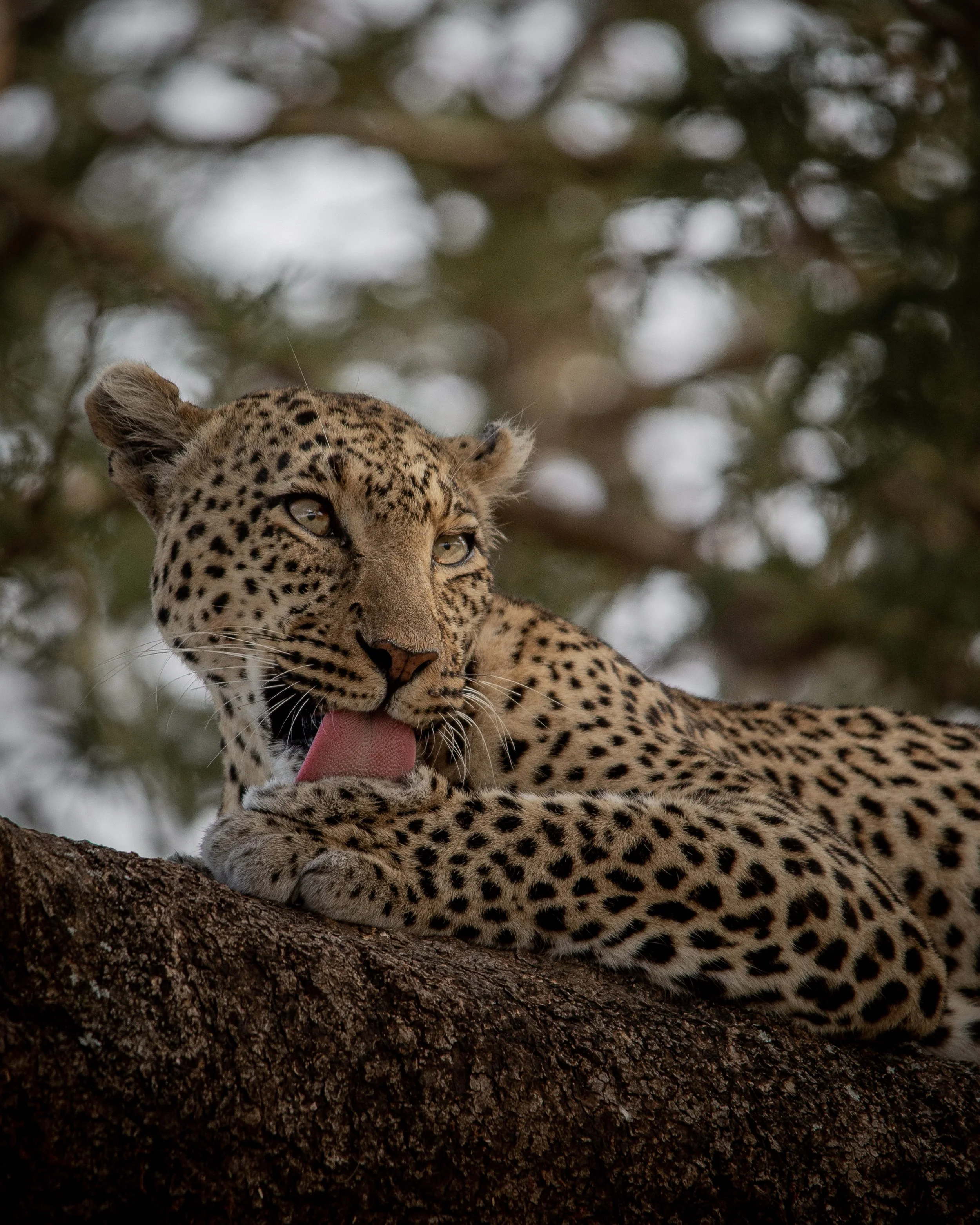 KAONE TRAVELS & EVENTS