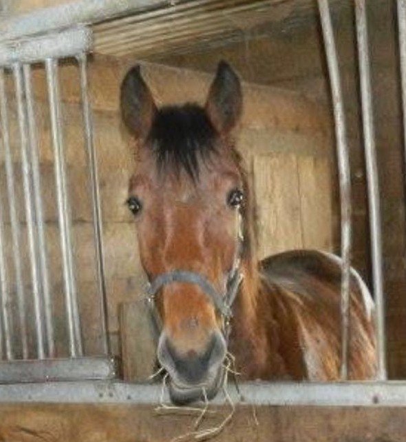 Brodys Scrapper Picture Parade and Race Replay — The Raceway at Western ...