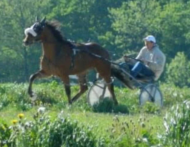 Brodys Scrapper Picture Parade and Race Replay — The Raceway at Western ...