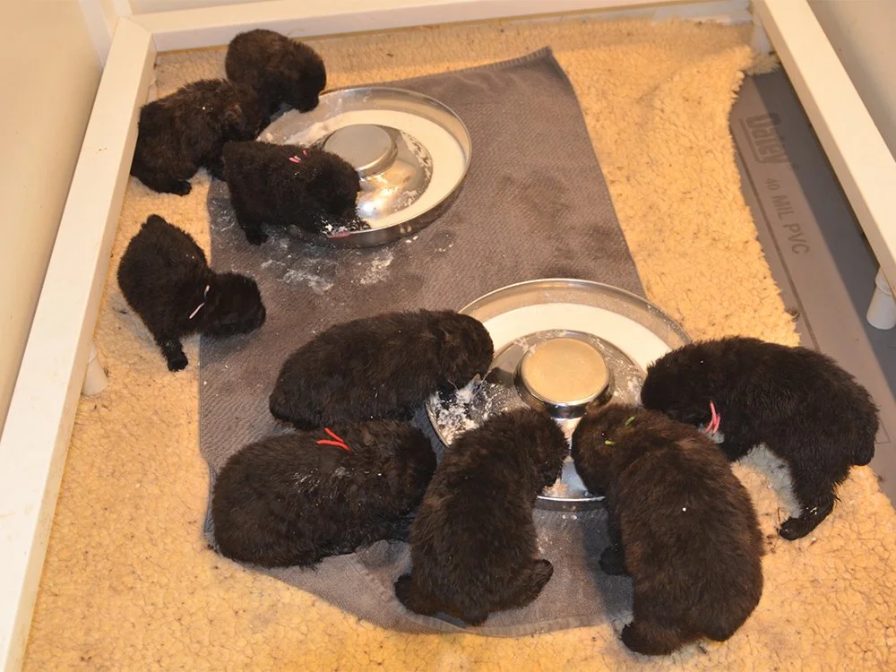 Whitney puppies — Margaux Bouviers