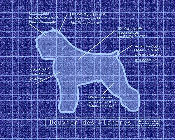 Breed Standard — Margaux Bouviers