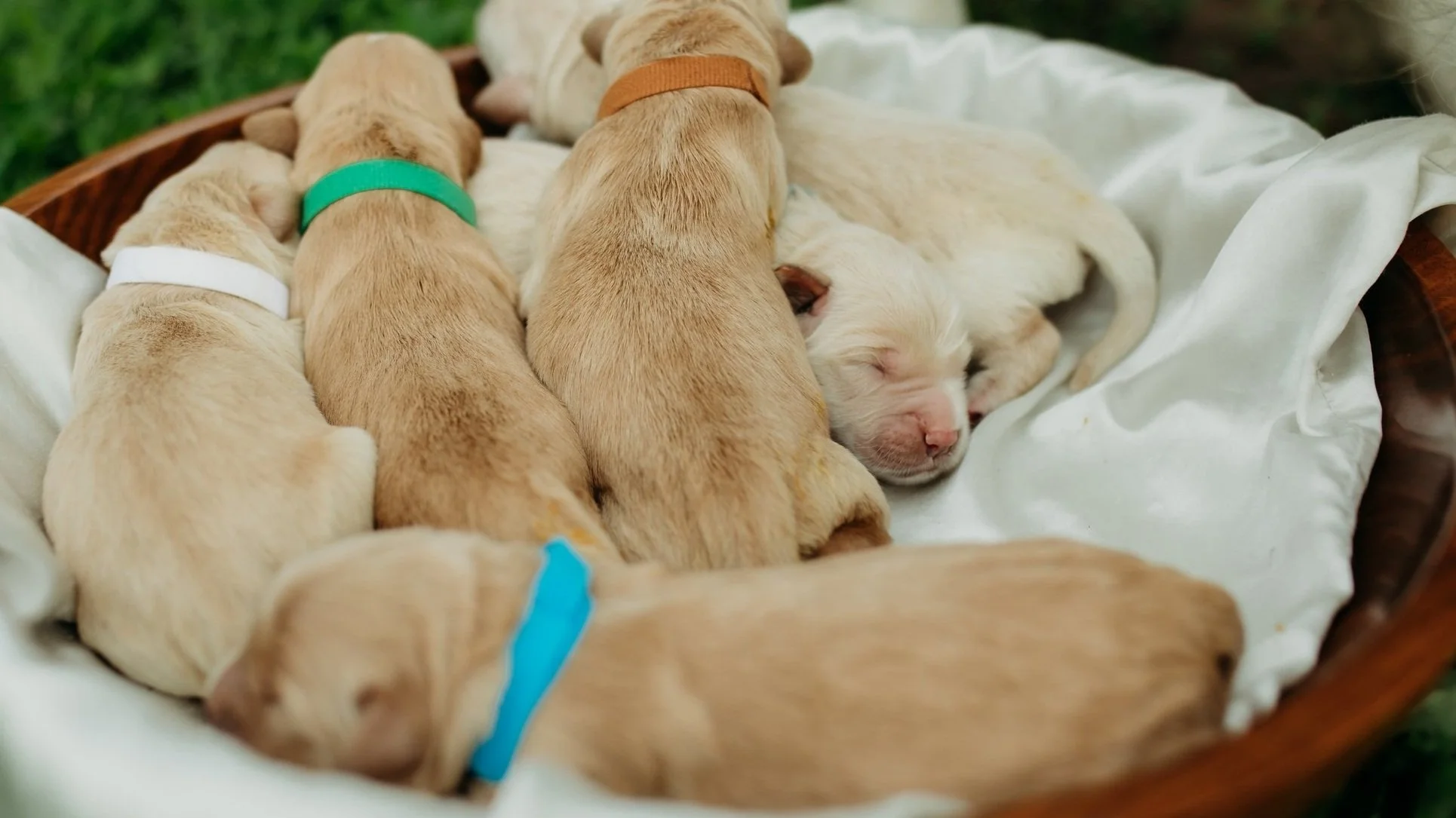 Meet Our Dogs — Front Porch Goldens and Goldendoodles