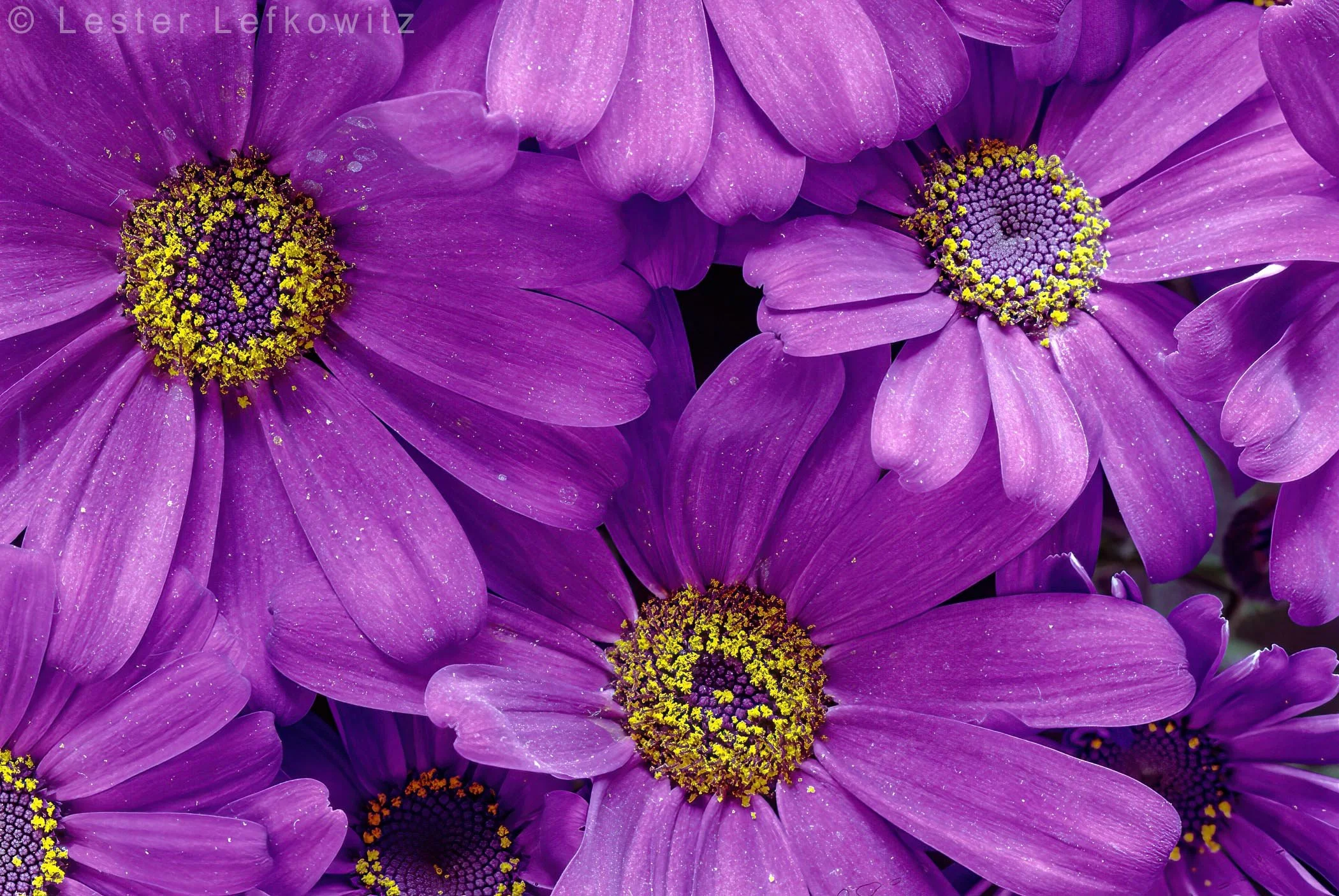 Flora — Lester Lefkowitz Macro Photography