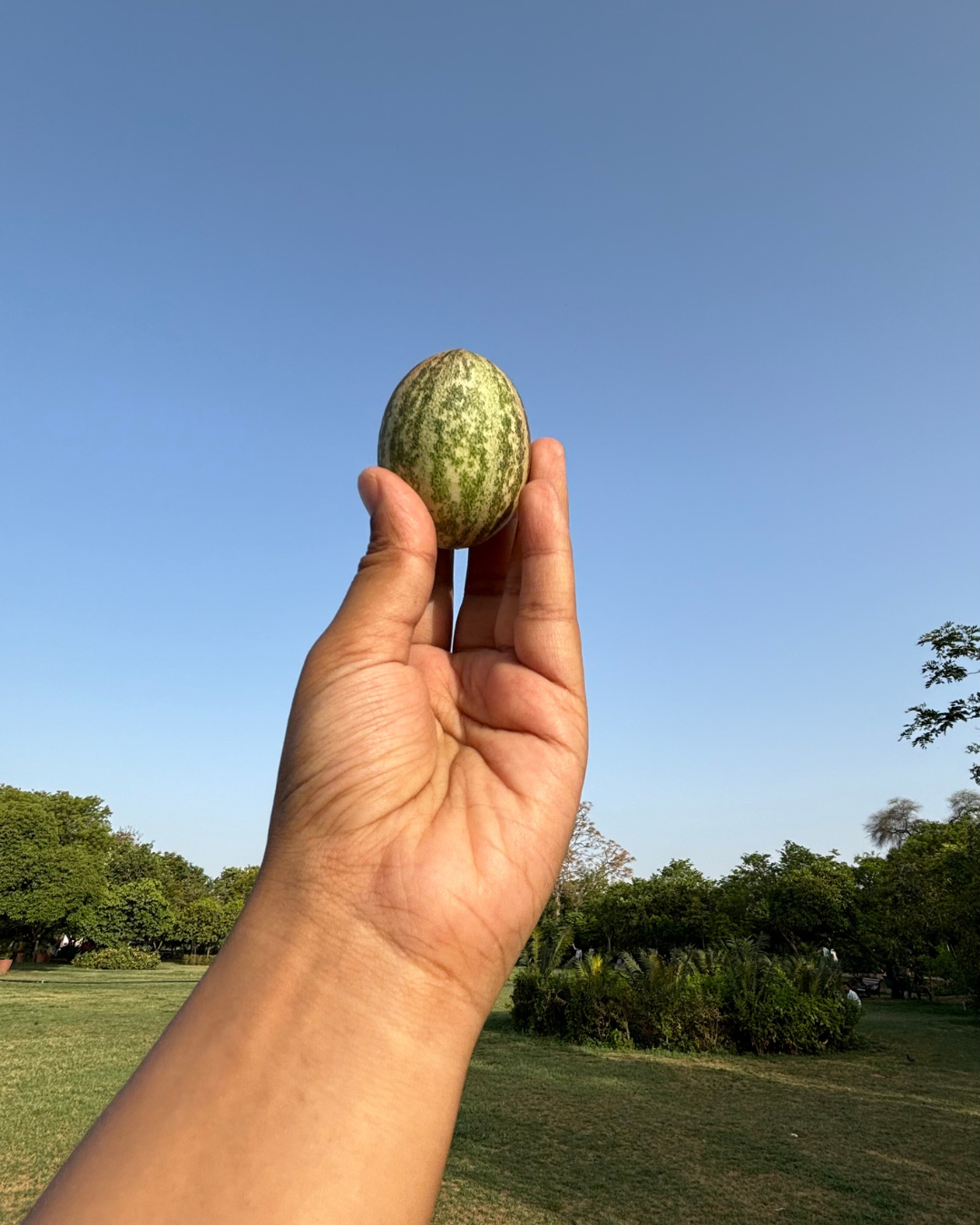 Wild Melon/ Kaachri/ कचरी — The Kindness Meal