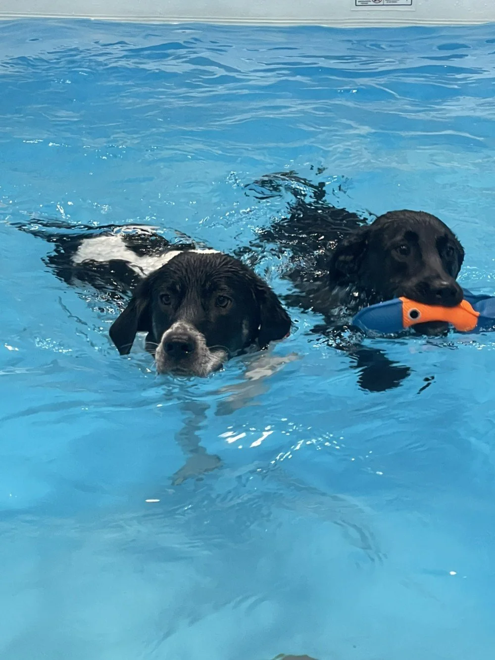 FYDOLAND Canine Activity Center