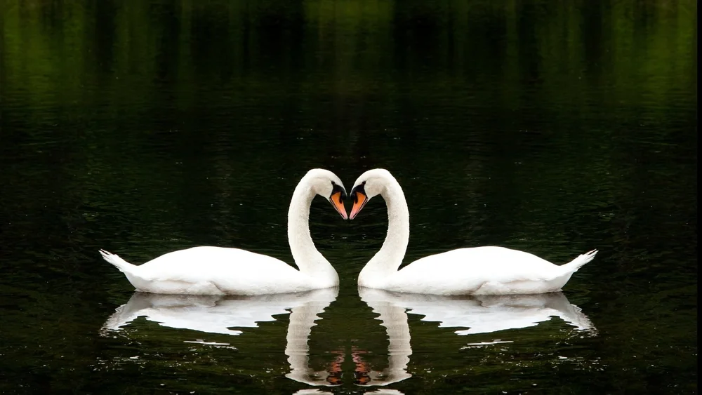 Couples Therapy for Depression (CTfD) — Well Minds PTS