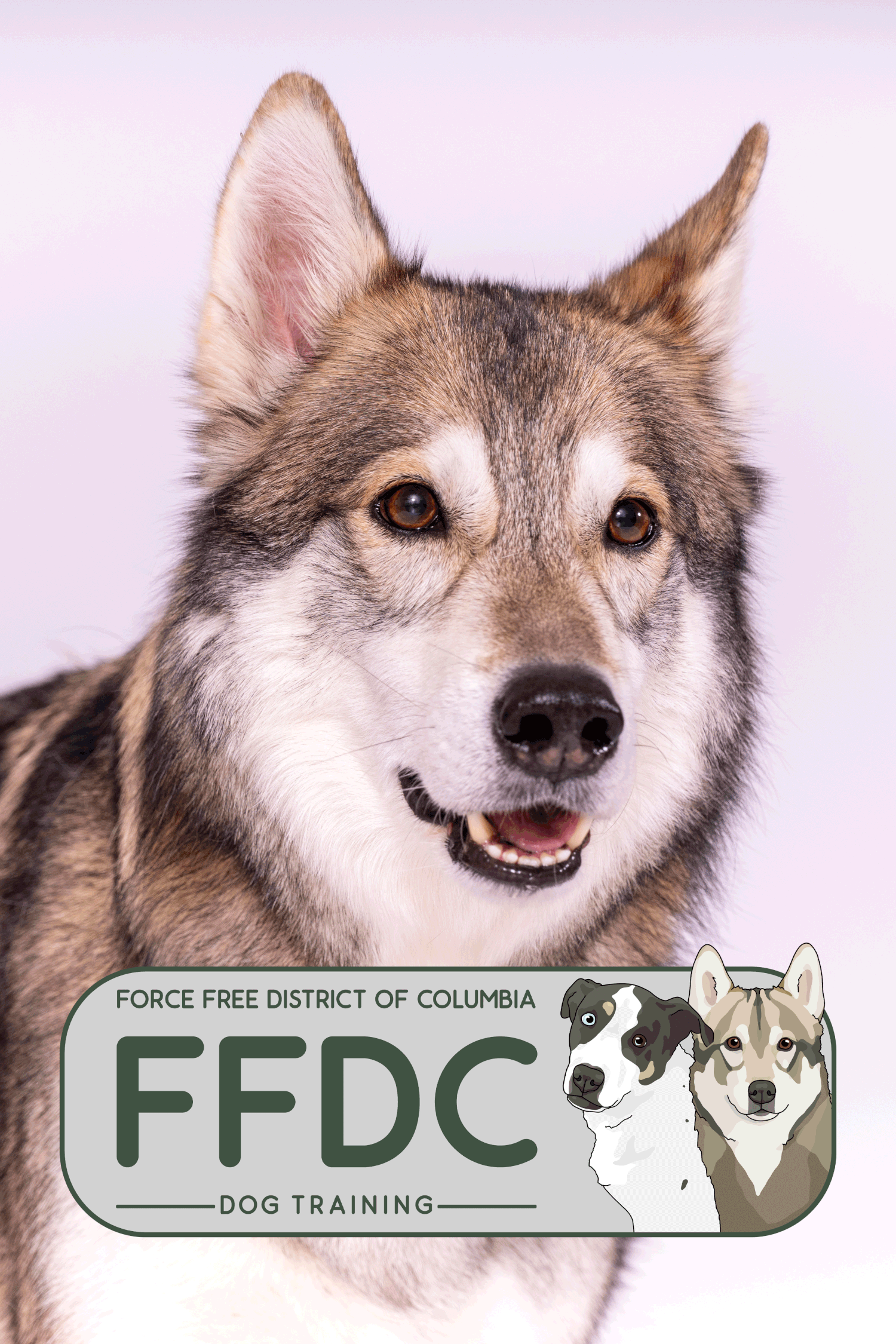 Services — Force Free DC