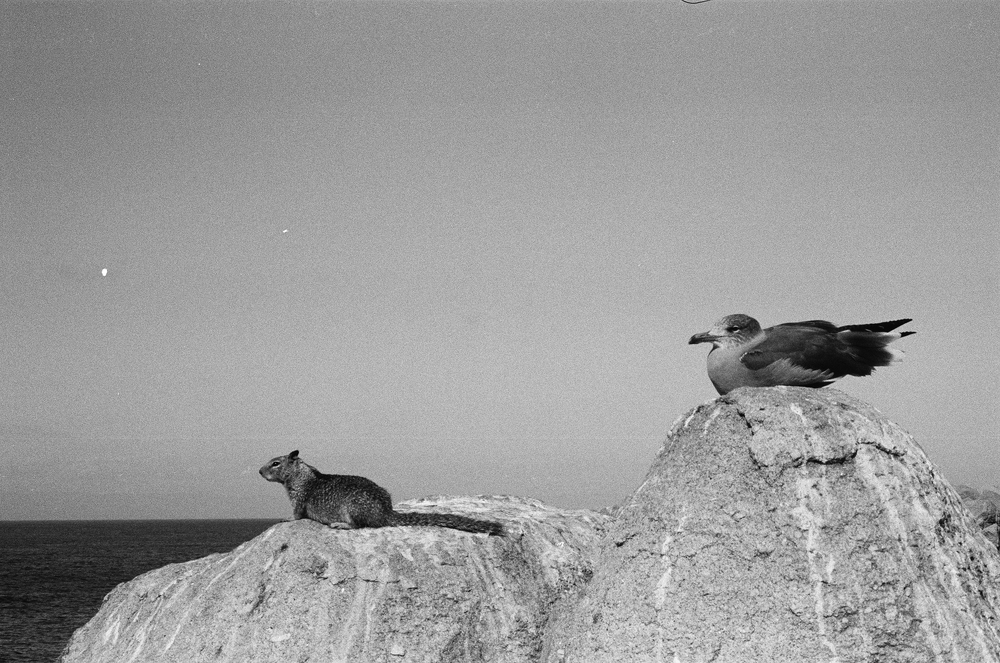 SEAN MICHAEL THOMPSON