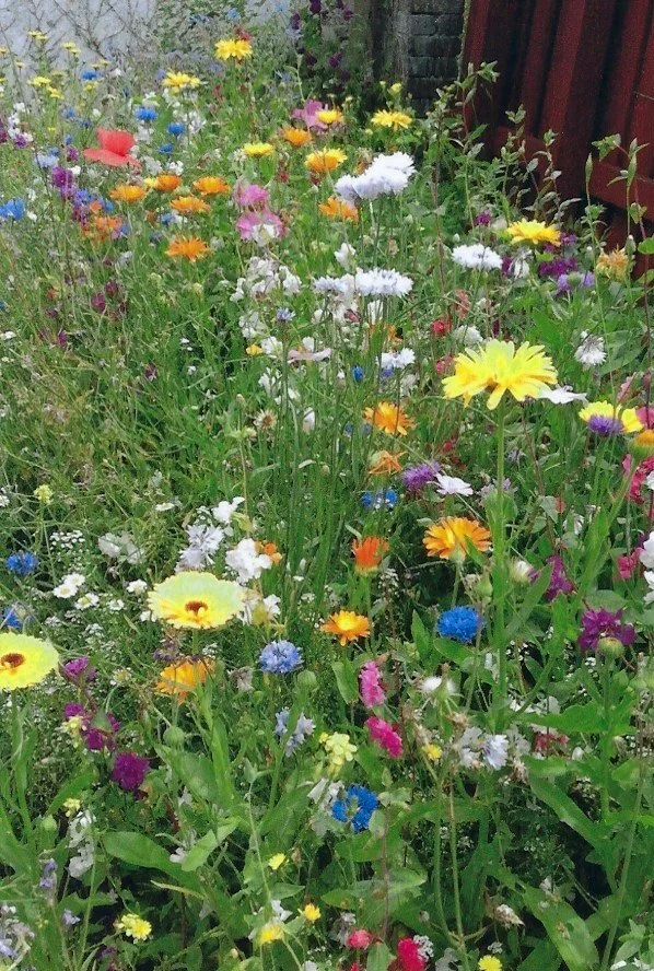 Summer Competition — Bournemouth In Bloom, Bournemouth Horticultural ...