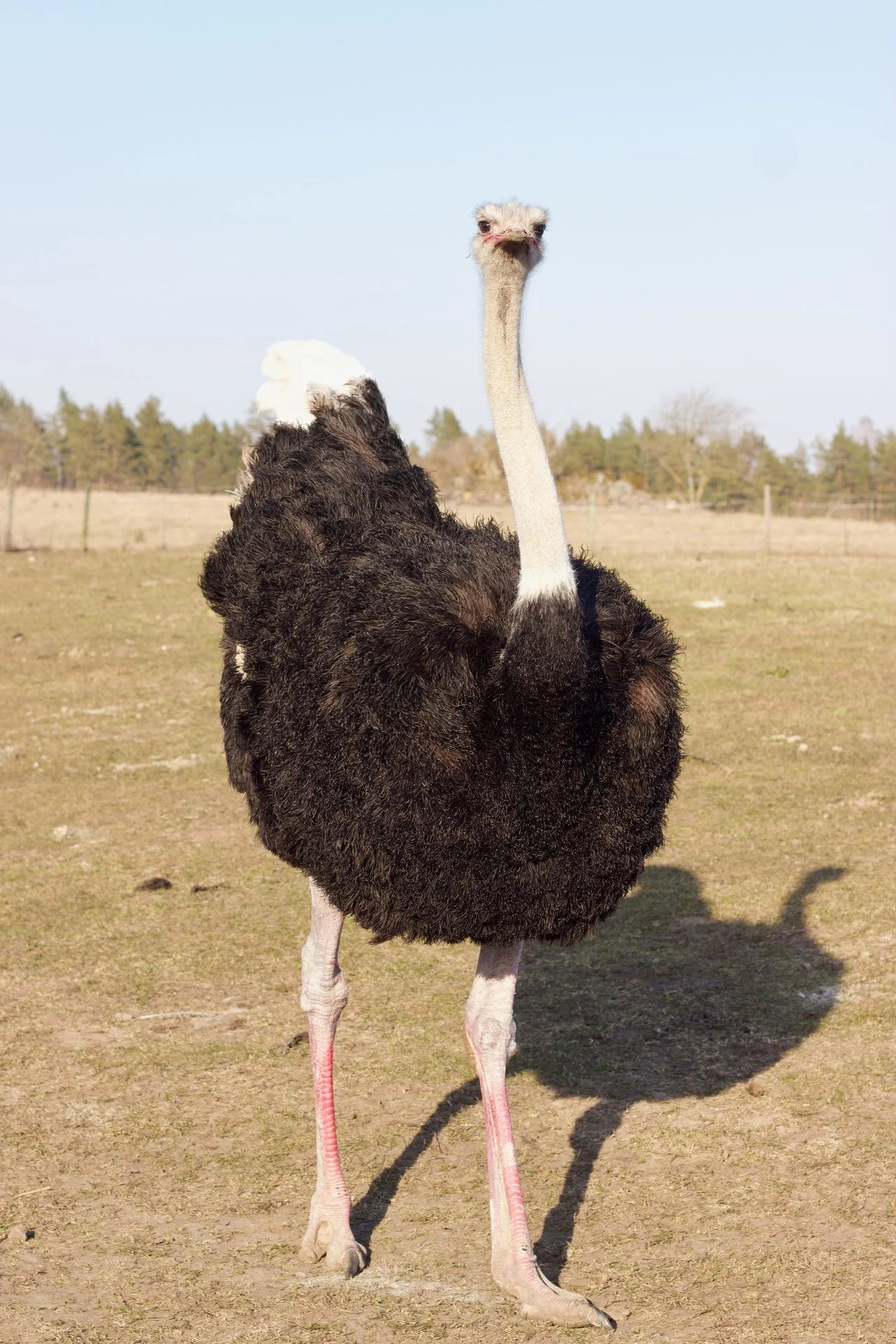 Visit Muhu — Muhu Ostrich Farm