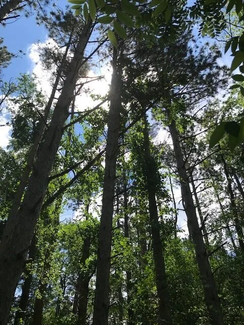Hiking and camping at Marengo Ridge — Cosmic Bikes