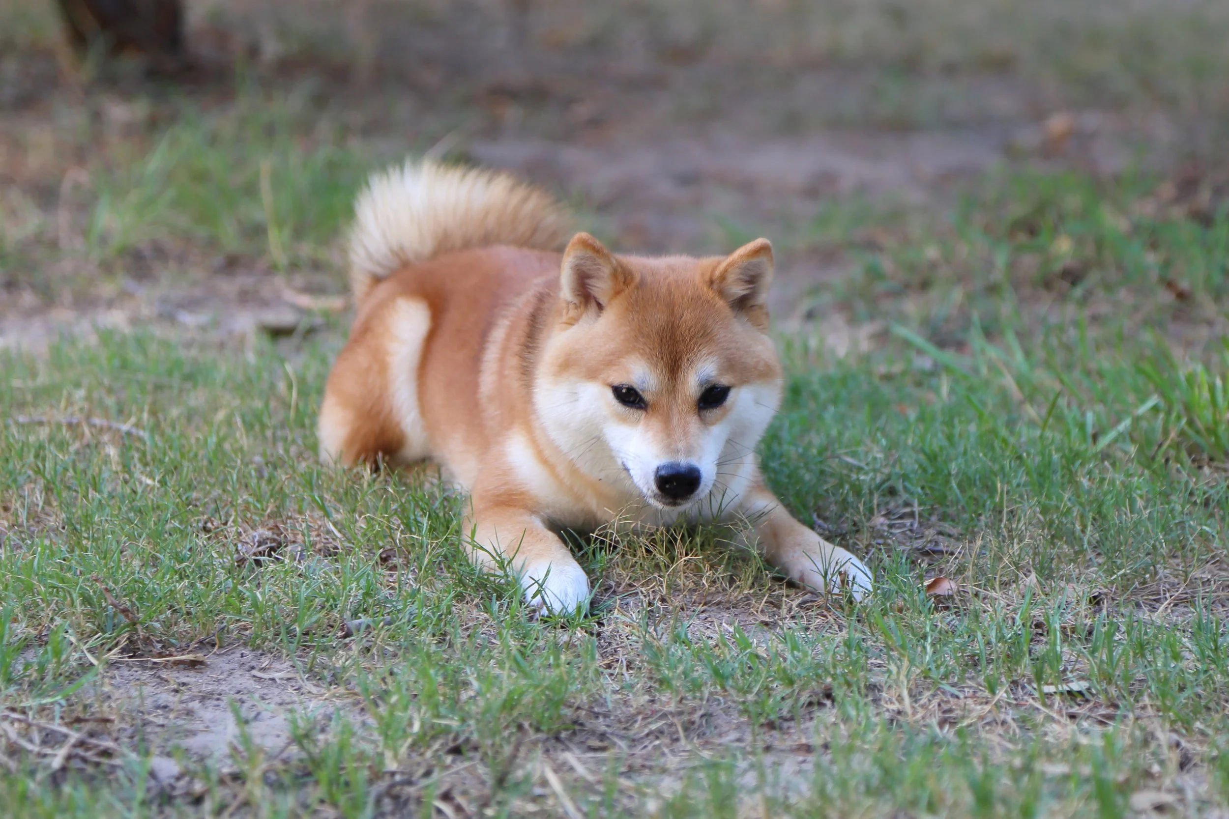 Sakura Blossom Shibas