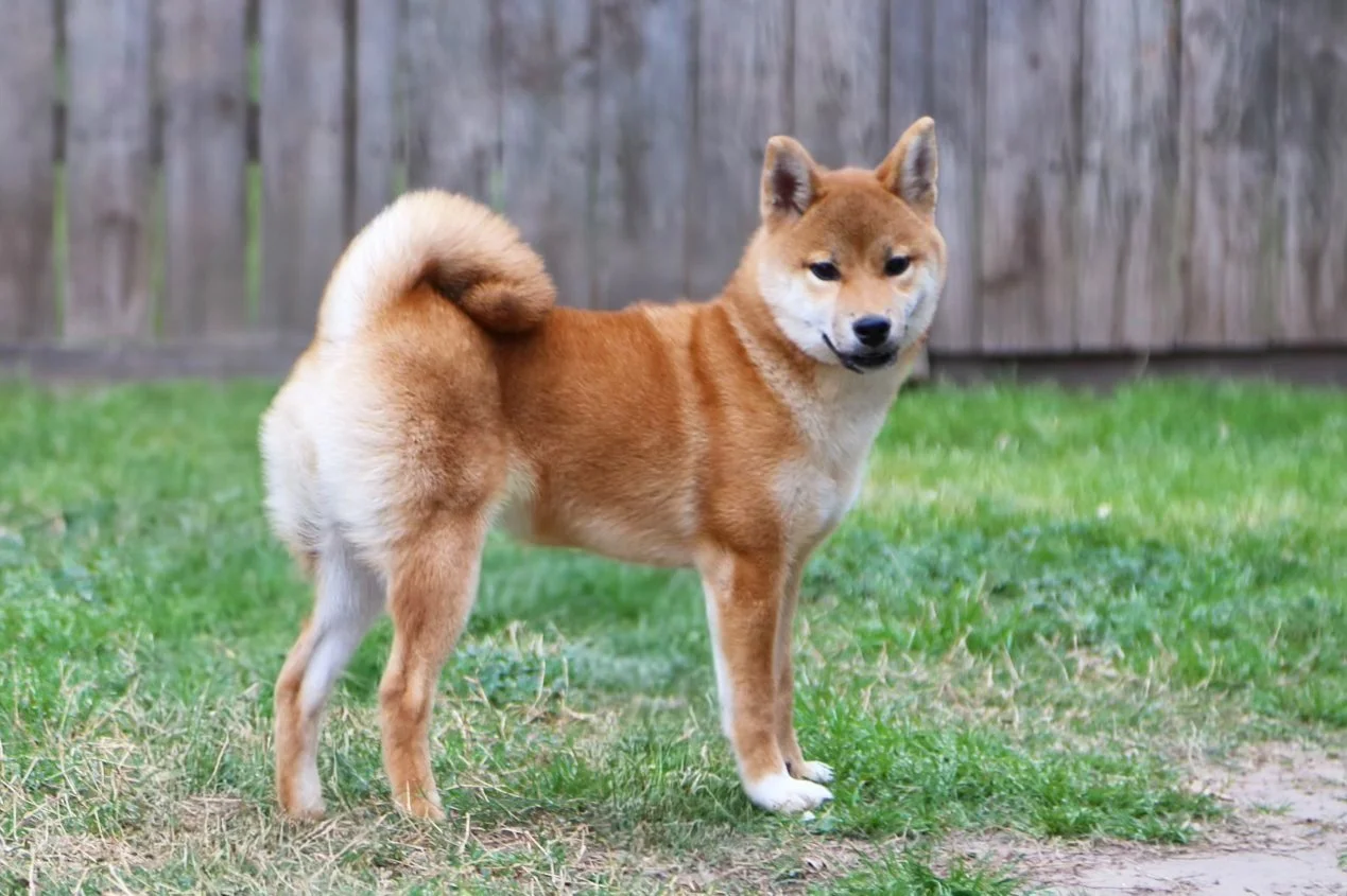 Sakura Blossom Shibas