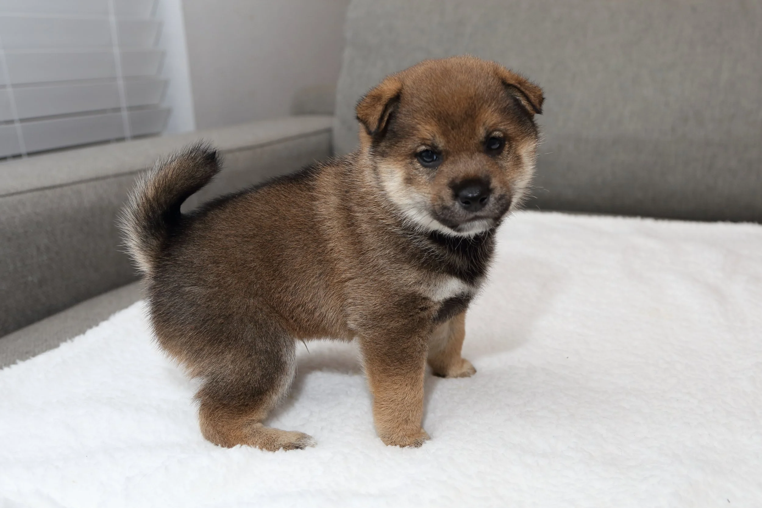 Available — Sakura Blossom Shibas