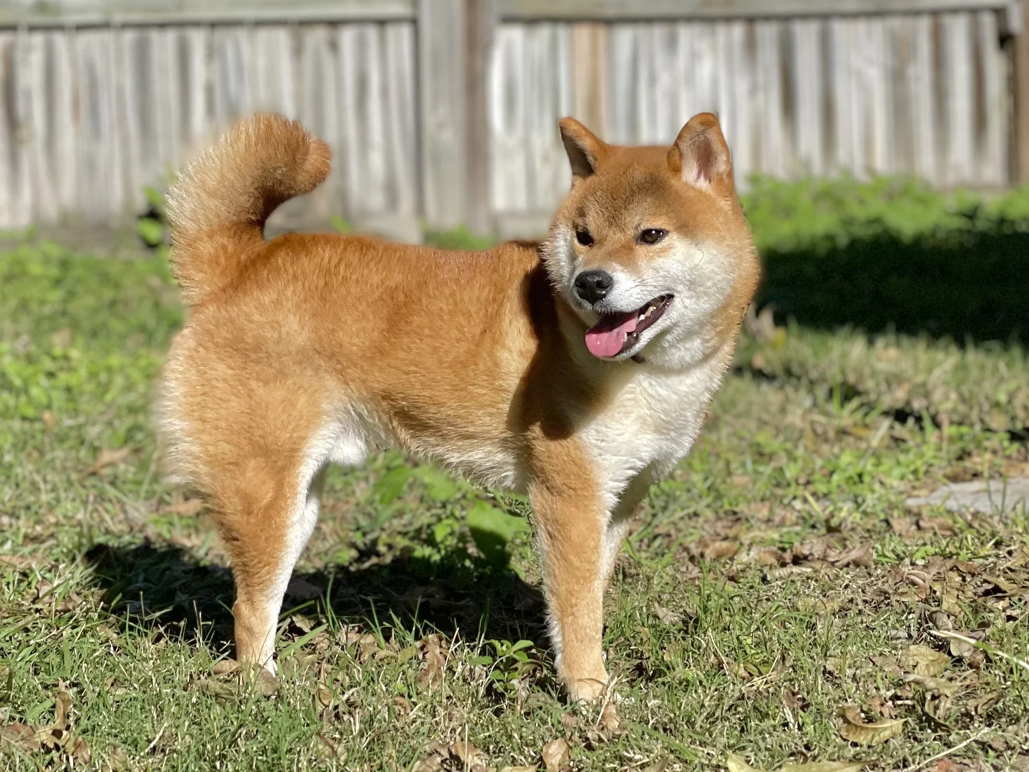 Sakura Blossom Shibas