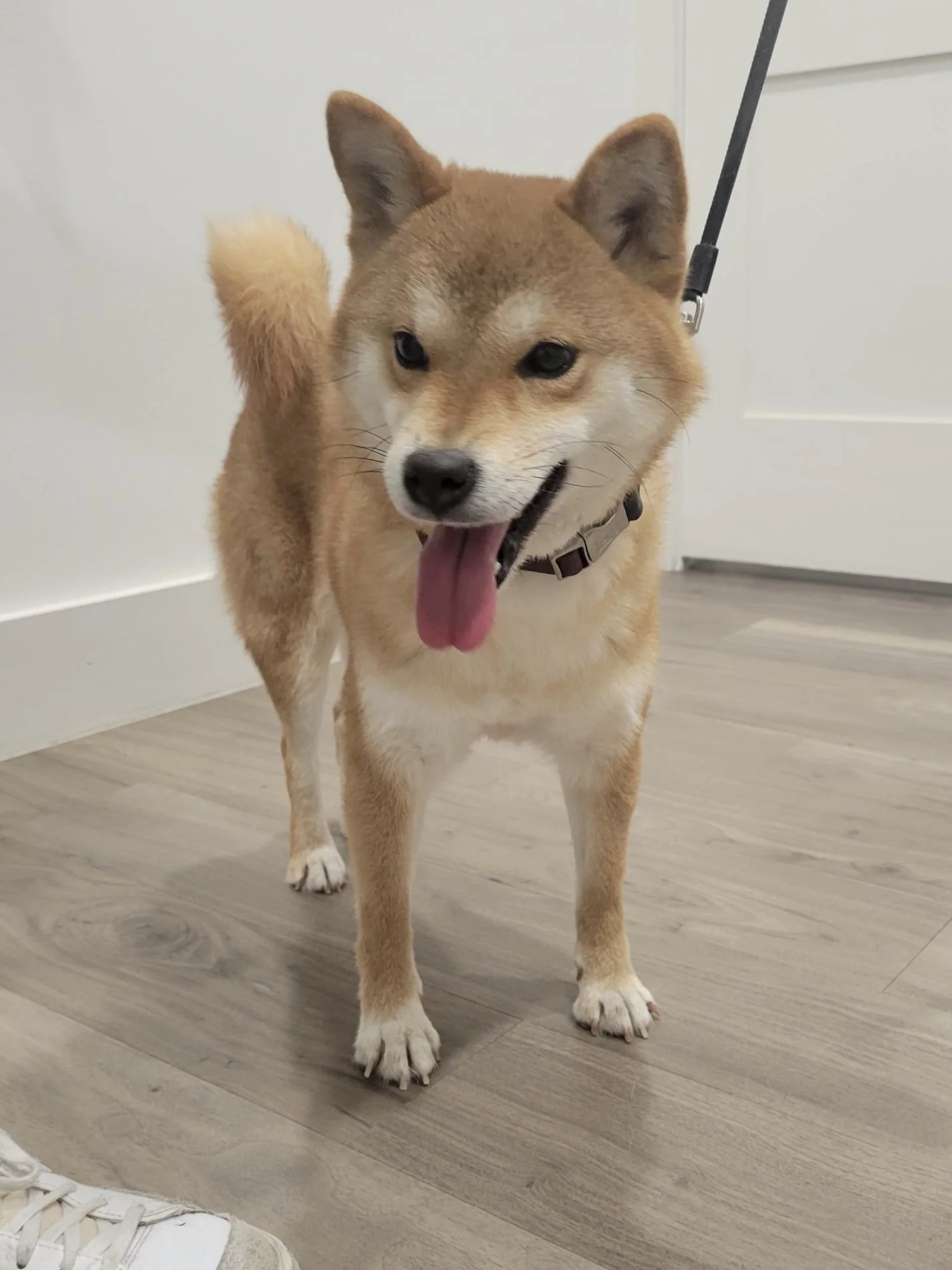 Sakura Blossom Shibas