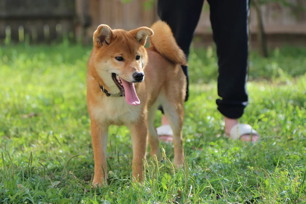 Available — Sakura Blossom Shibas