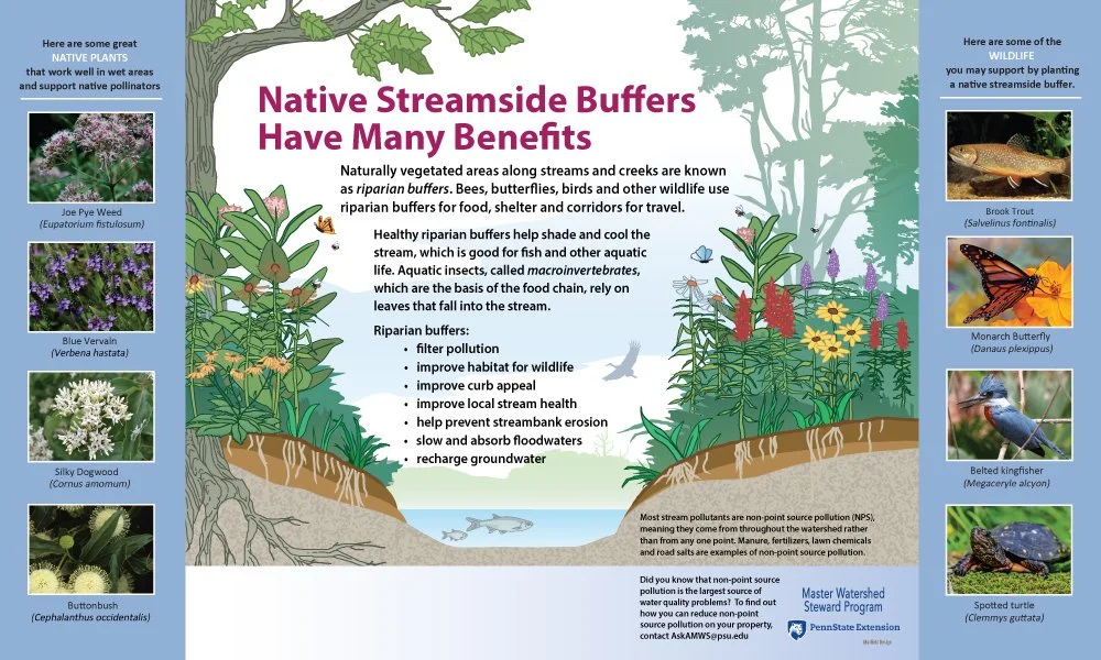 Riparian Buffers — Little Lehigh Watershed Stewards